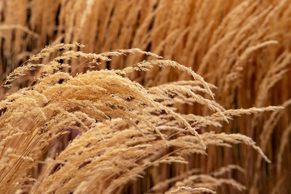 Feather Reed Grass (Calamagrostis x acutiflora 'Karl Foerster ...