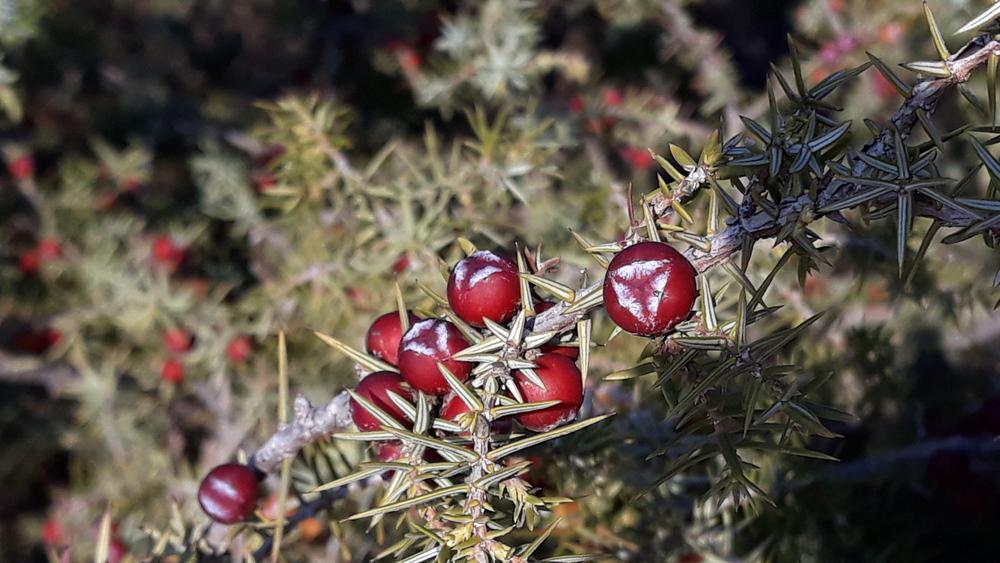 Prickly Juniper (Juniperus oxycedrus) - Garden.org