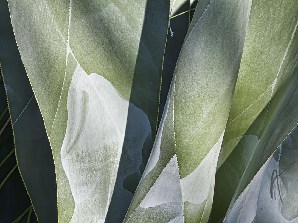 Durango Soft Agave (Agave attenuata subsp. dentata) in the Agaves ...