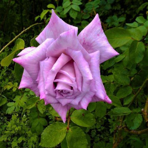 Rose (Rosa 'Africa Star') in the Roses Database - Garden.org