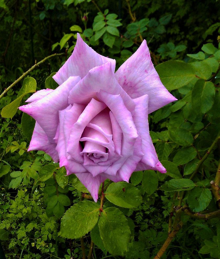 Rose (Rosa 'Africa Star') in the Roses Database - Garden.org