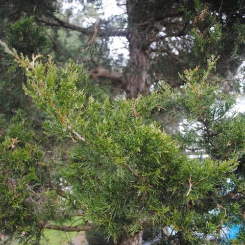 Red Cedar Juniper (Juniperus virginiana Emerald Sentinel™) - Garden.org