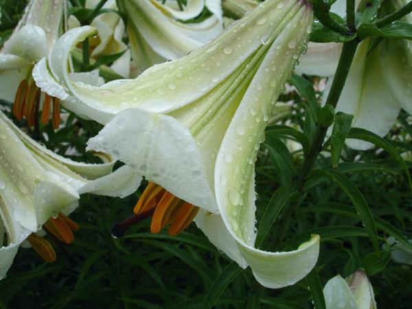 Lily (Lilium 'Green Tea') in the Lilies Database - Garden.org