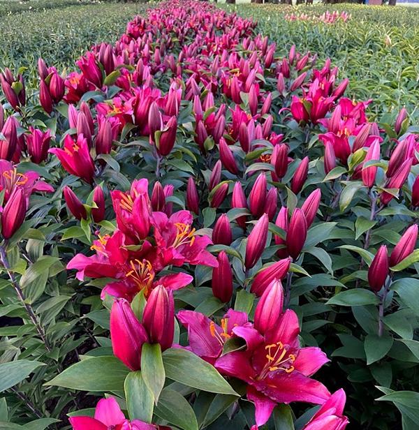 Lily (Lilium 'Bombastic') in the Lilies Database - Garden.org