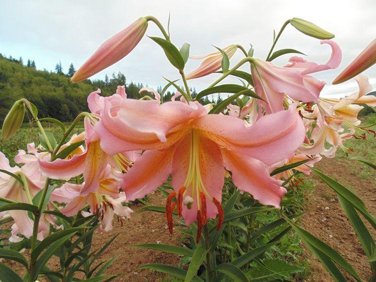 Photo of the bloom of Lily (Lilium 'Elusive') posted by Joy - Garden.org