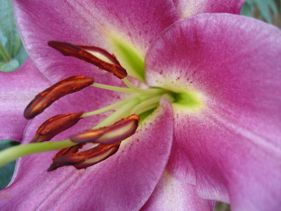 Photo of the closeup of buds, sepals and receptacles of Lily (Lilium ...