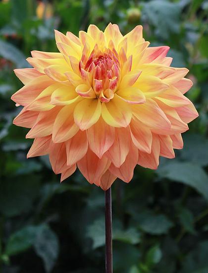 Dahlia 'Baron Keith' in the Dahlias Database - Garden.org