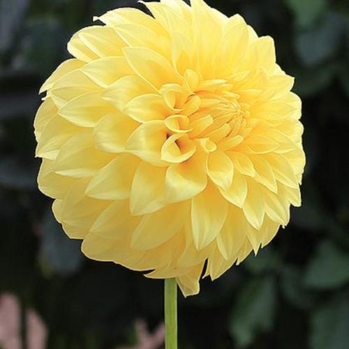 Dahlia 'Bloomquist Barbara' in the Dahlias Database - Garden.org