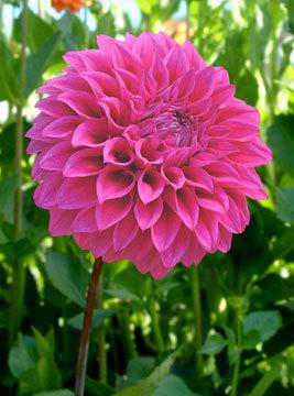 Dahlia 'Formby Kaitlin' in the Dahlias Database - Garden.org