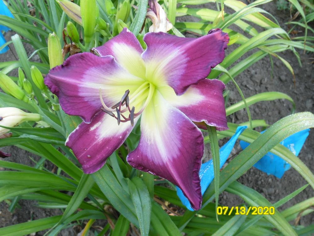 Michael Bennett or Jamie Dockery? in the Daylilies forum - Garden.org