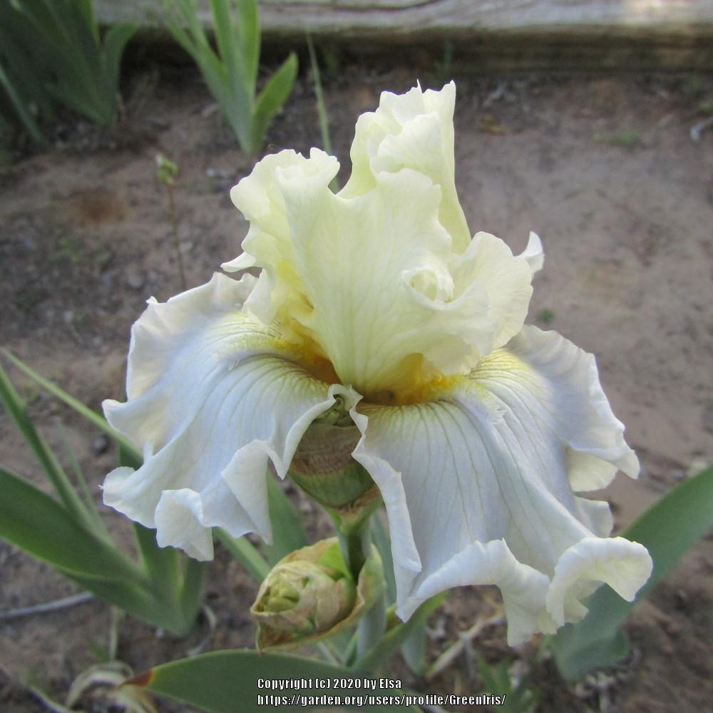 Photo of the bloom of Tall Bearded Iris (Iris 'Purist') posted by ...