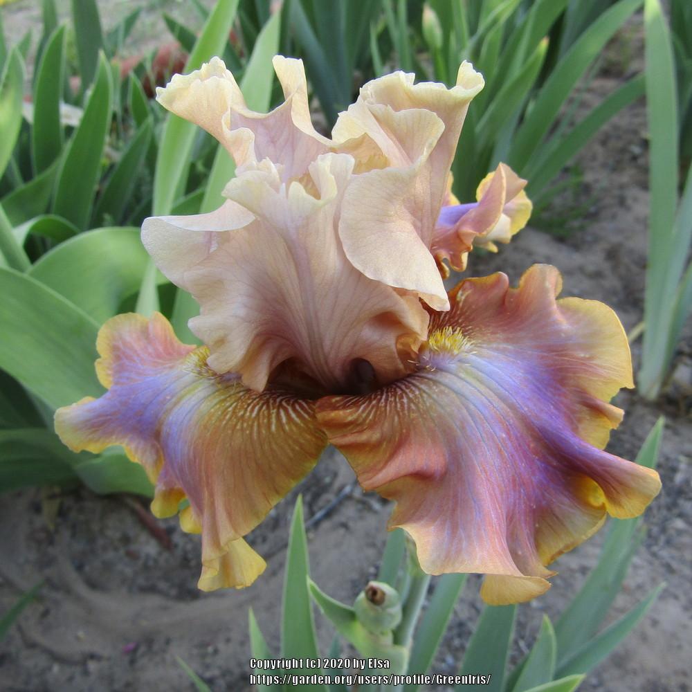 Tall Bearded Iris (Iris 'Rusty Ripples') in the Irises Database ...