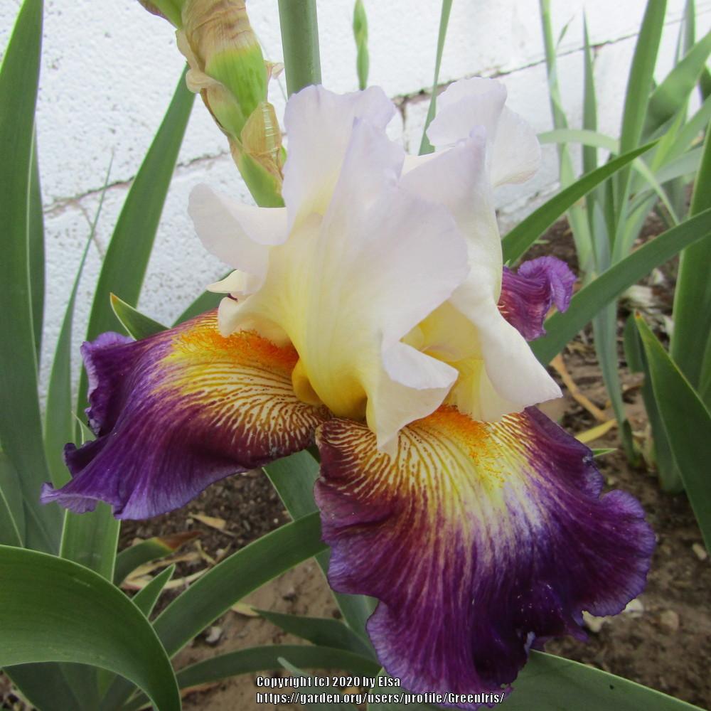 Photo of the bloom of Tall Bearded Iris (Iris 'Shadow Bands') posted by ...