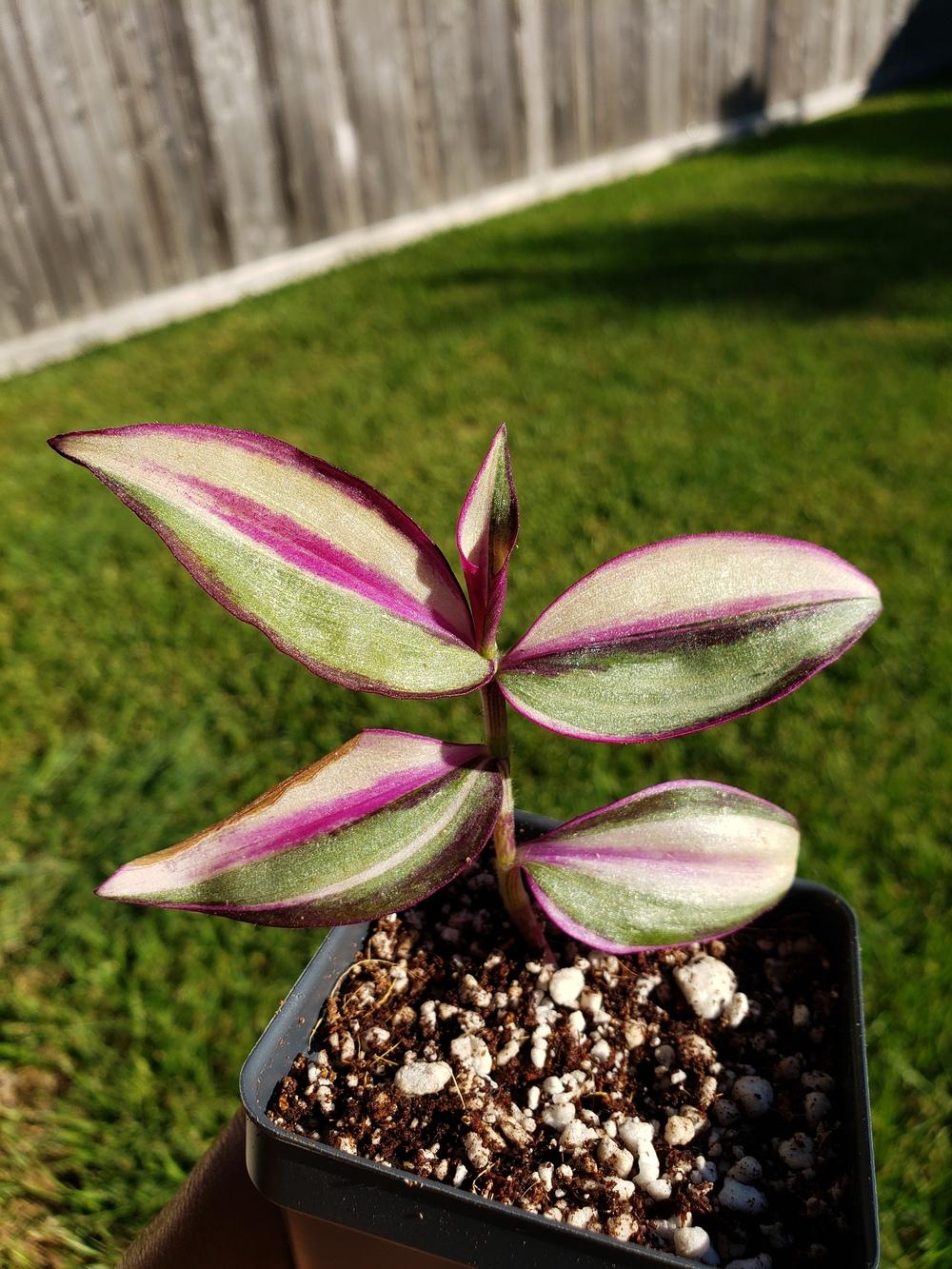 Inch Plant (Tradescantia zebrina 'Quadricolor') in the Tradescantias ...