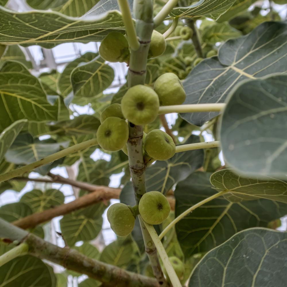 Rock Fig (Ficus petiolaris) - Garden.org