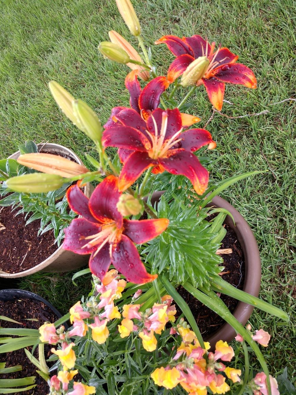 Photo of the bloom of Lily (Lilium 'Forever Susan') posted by ...