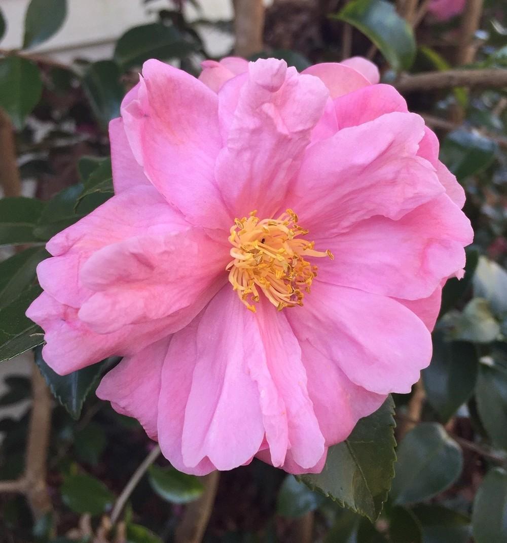 Hybrid Camellia (Camellia 'Winter's Joy') in the Camellias Database ...