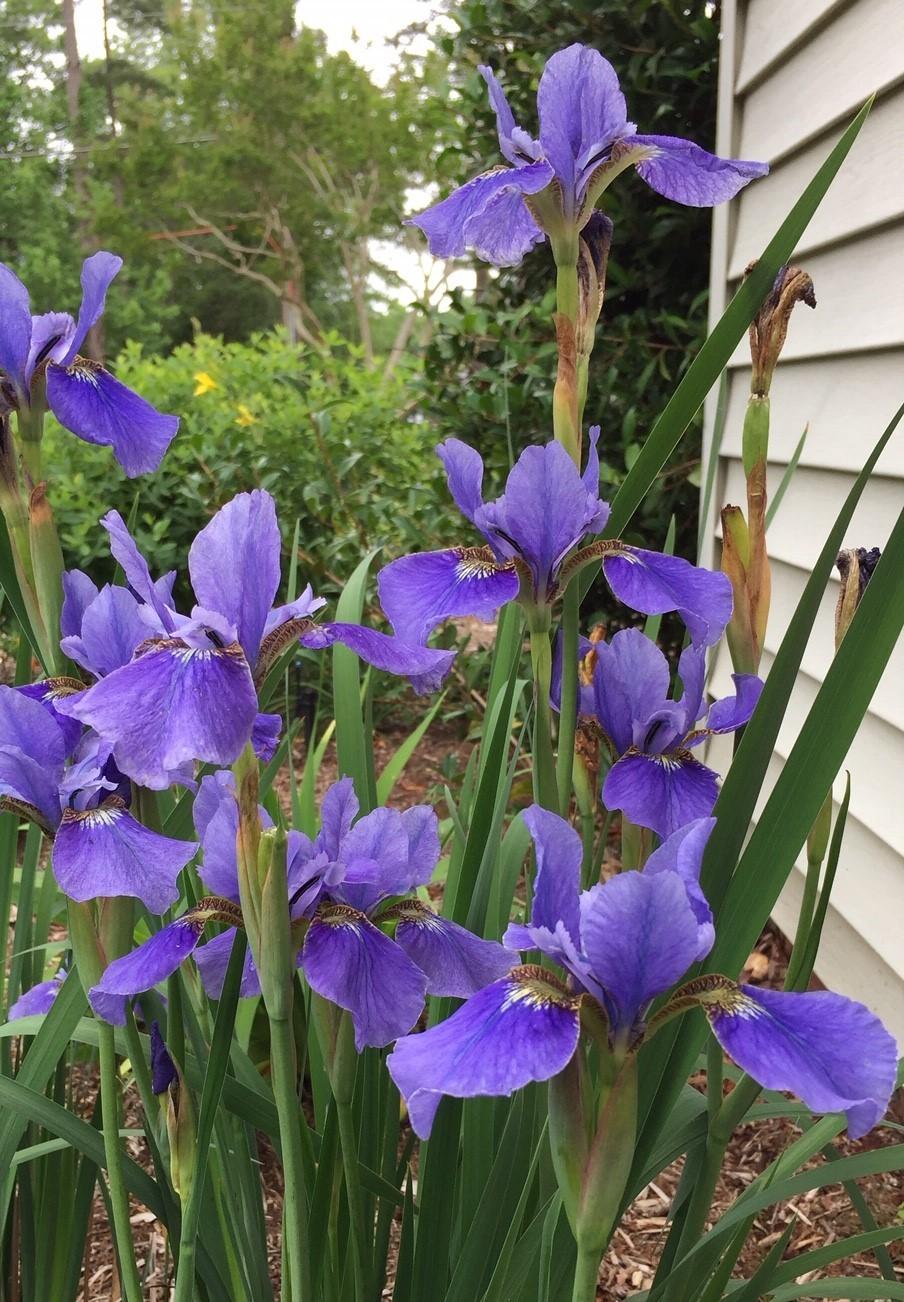 Siberian Iris (Iris 'Ego') in the Irises Database - Garden.org