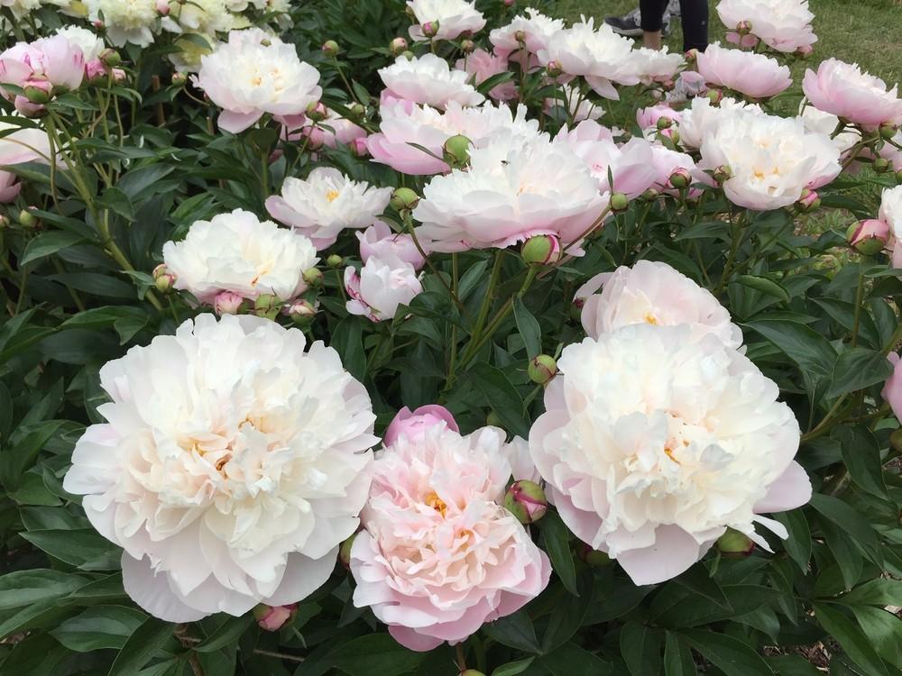Garden Peony (Paeonia lactiflora 'Lady Alexandra Duff') in the Peonies ...