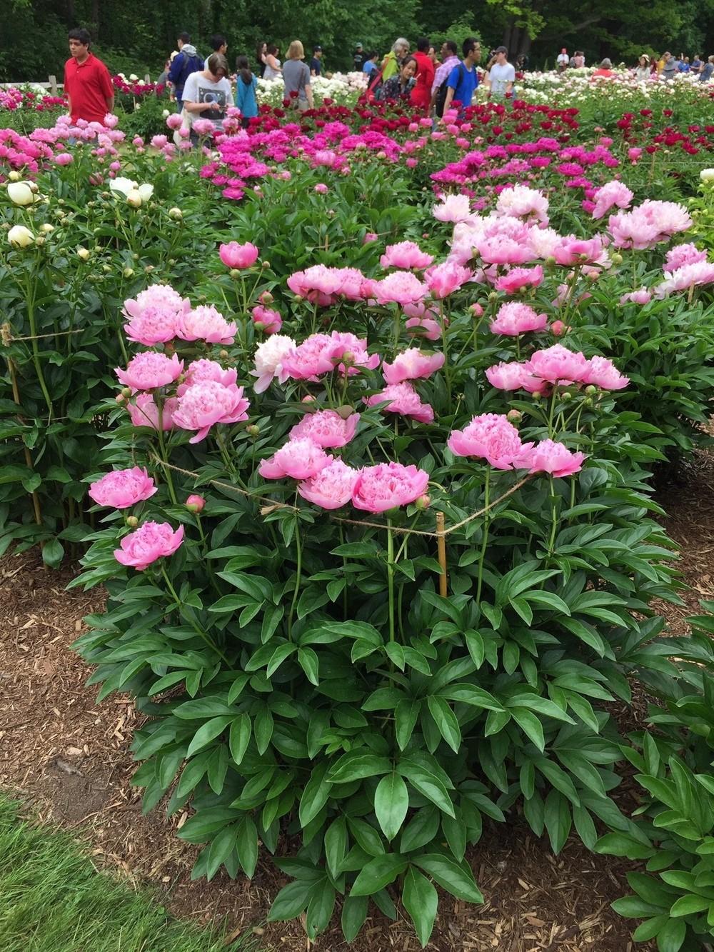 Photo of the entire plant of Peony (Paeonia 'Madame Ducel') posted by gregnc - Garden.org