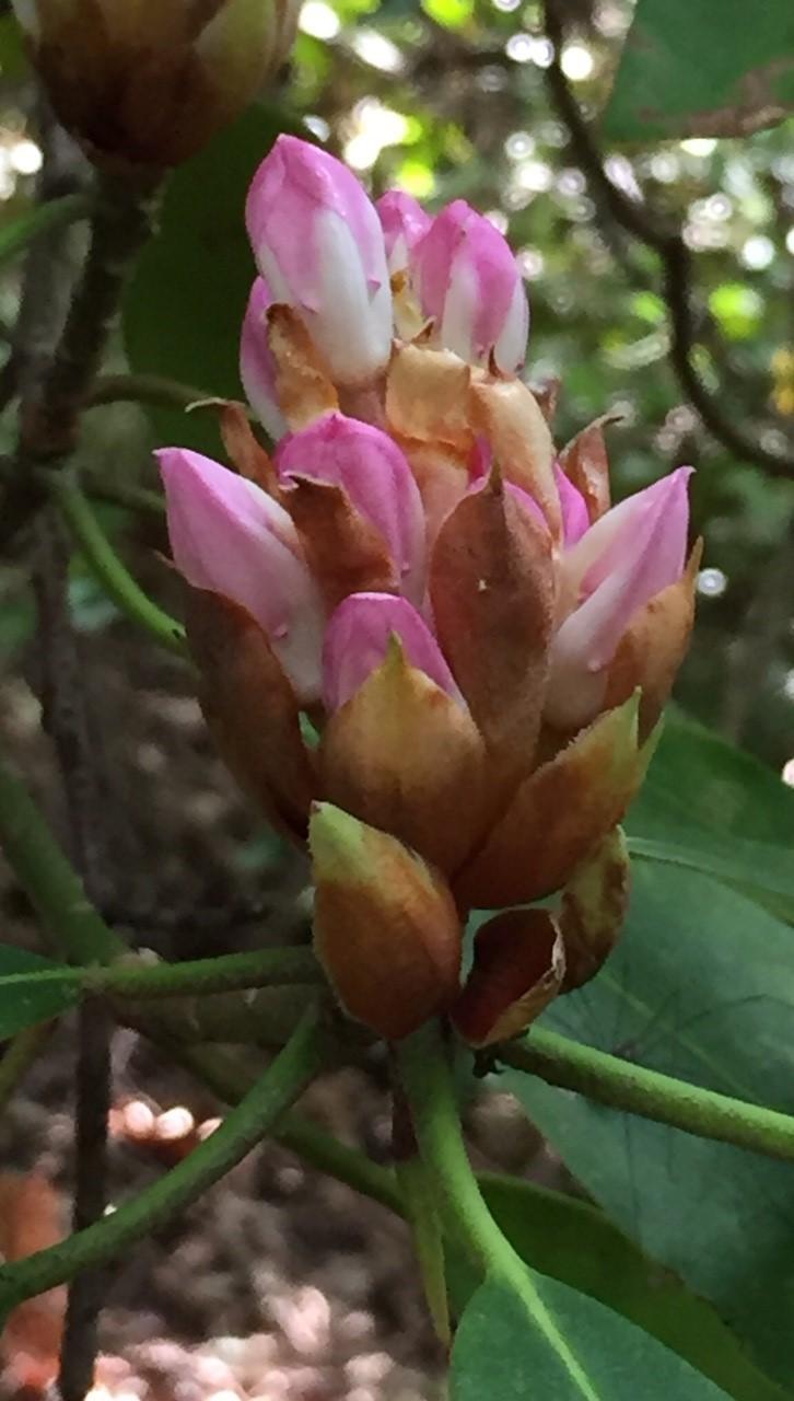 Rosebay Rhododendron (Rhododendron maximum) in the Rhododendrons ...