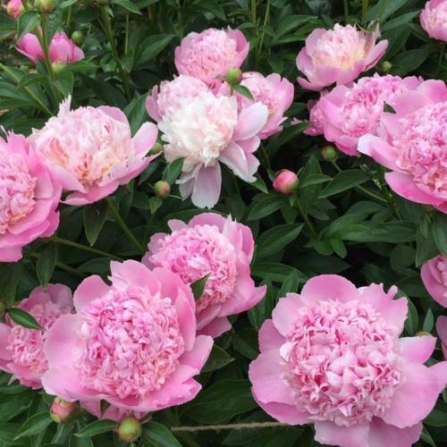 Peony (Paeonia 'Madame Ducel') in the Peonies Database - Garden.org