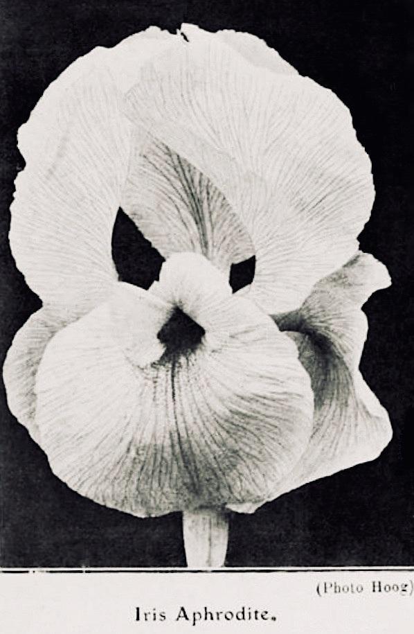 Aril Iris (Iris 'Aphrodite.') in the Irises Database - Garden.org