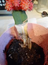 Moon cactus seems to be rotting, how to save it? in the Ask a Question ...