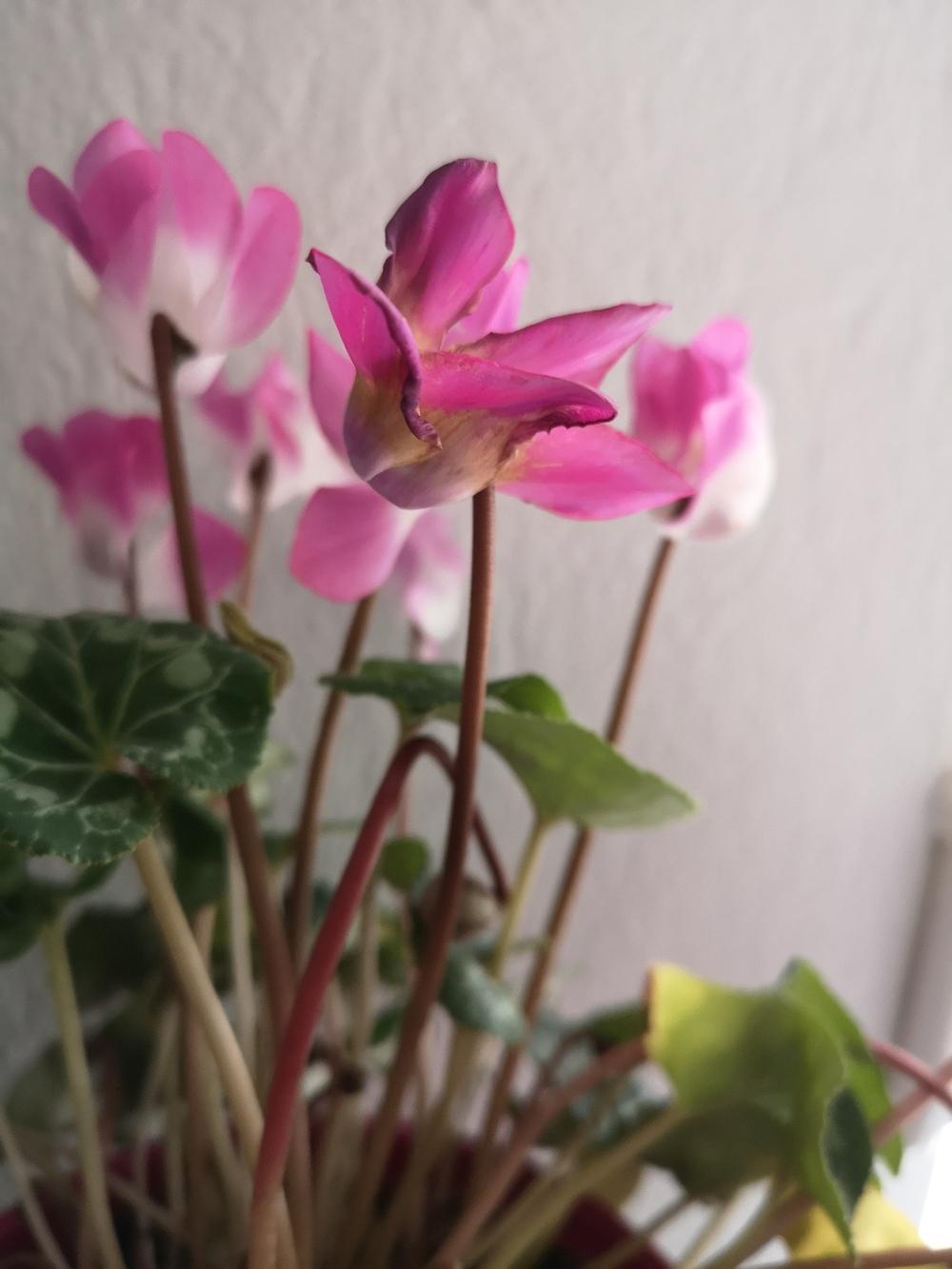 My cyclamen is dying 😭😭😭😭 in the Ask a Question forum - Garden.org
