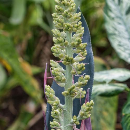 Aechmea 'Dean' - Garden.org
