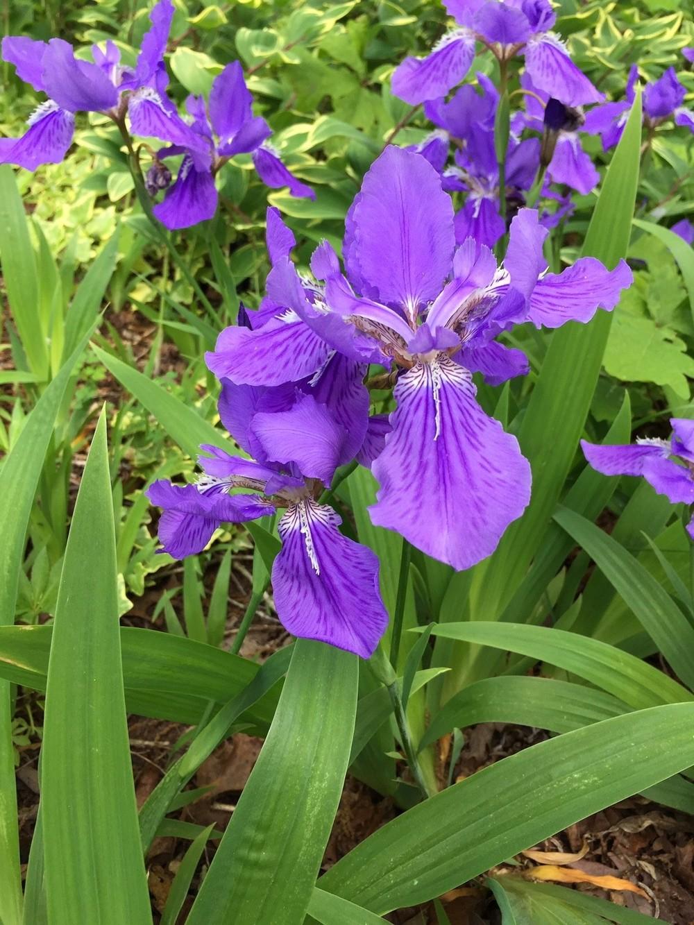 Species Iris (Iris tectorum) in the Irises Database - Garden.org