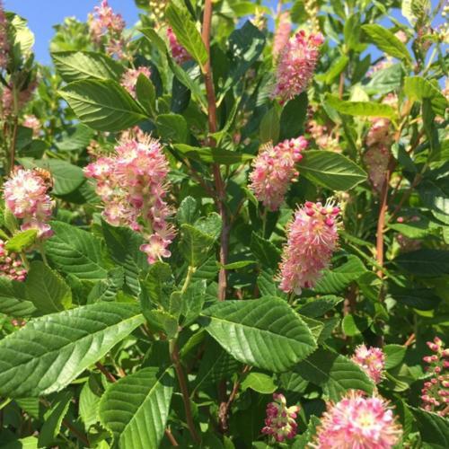 Summersweet (Clethra alnifolia 'Pink Spires') - Garden.org