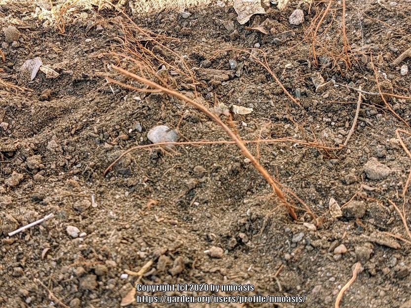 What to do with exposed tree feeder roots in the Ask a Question forum ...