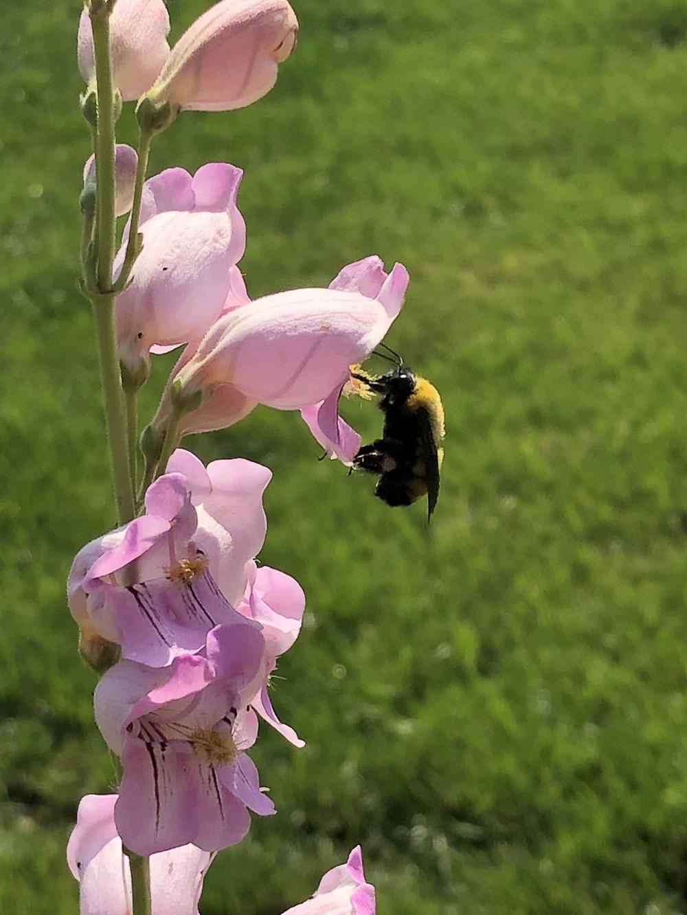 Penstemons: Plant Care and Collection of Varieties - Garden.org