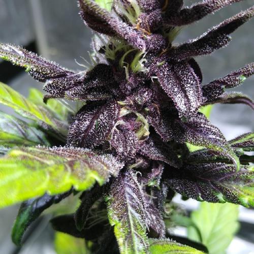 Marijuana (Cannabis Devil Cream Auto®) - Garden.org