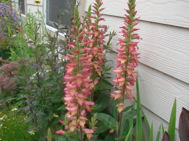 Photo of the bloom of Foxglove (Digitalis Digiplexis® Illumination ...
