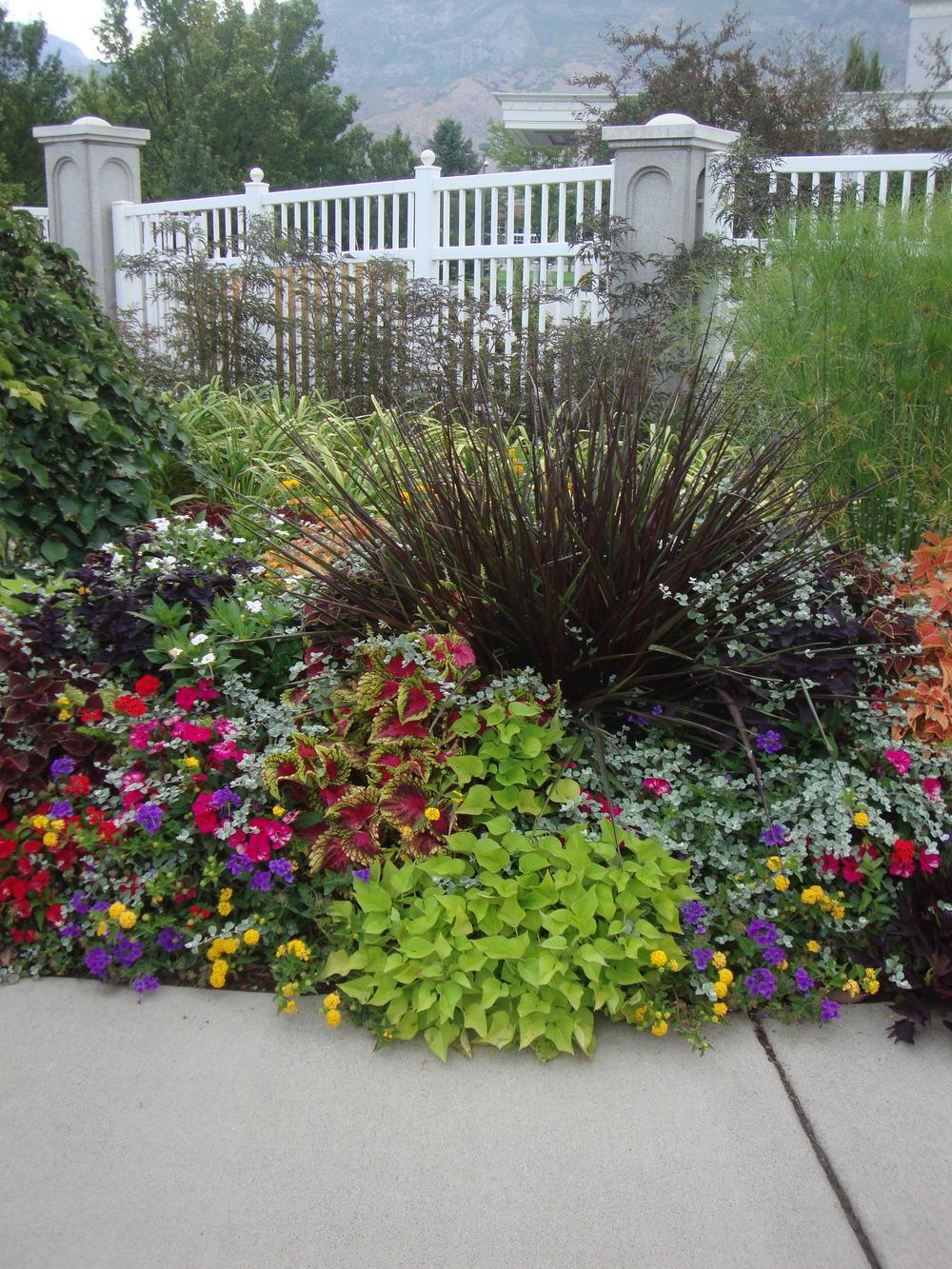 Viewing a Plant Combination by Paul2032 - Garden.org