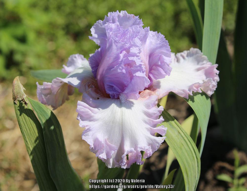 Photo of the bloom of Tall Bearded Iris (Iris 'Magical Moment') posted ...
