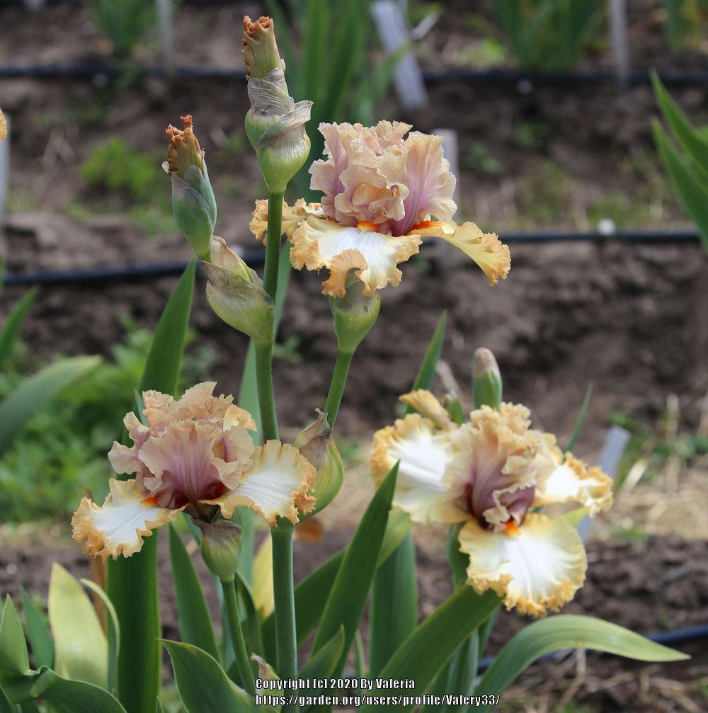 Photo of the bloom of Tall Bearded Iris (Iris 'Good on Ya') posted by ...
