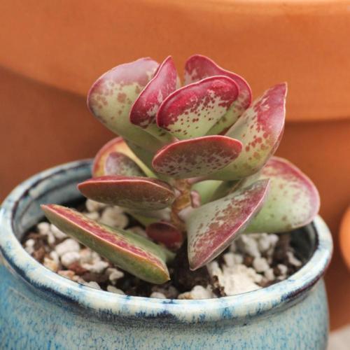 Calico Hearts (Adromischus triflorus) - Garden.org