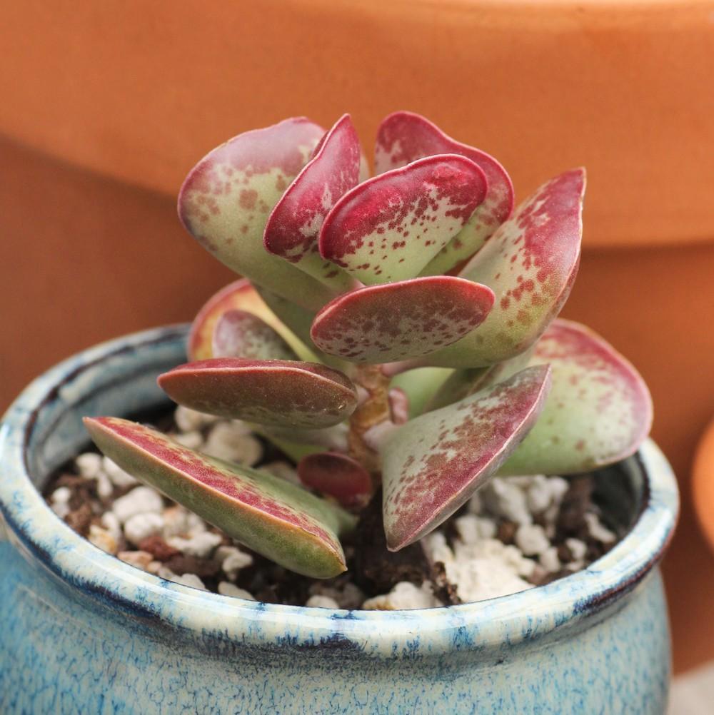 Calico Hearts (Adromischus triflorus) - Garden.org