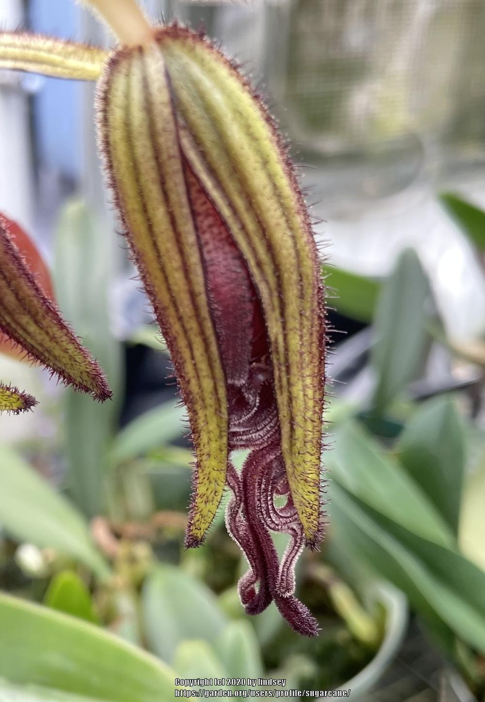 Sander's Paphiopedilum (Paphiopedilum sanderianum) - Garden.org