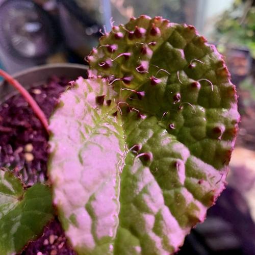 Begonia (Begonia ferox) in the Begonias Database - Garden.org