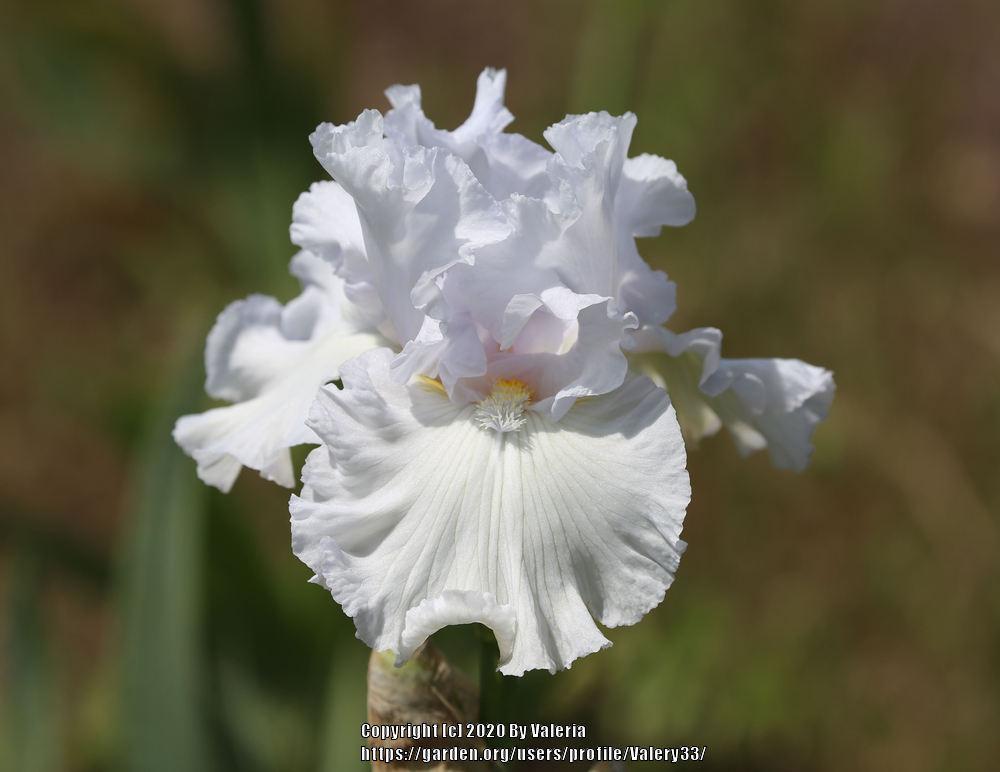 Tall Bearded Iris (Iris 'Porcelain Angel') in the Irises Database ...