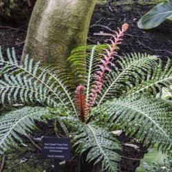 Photo of the entire plant of Red Dwarf Tree Fern (Neoblechnum ...