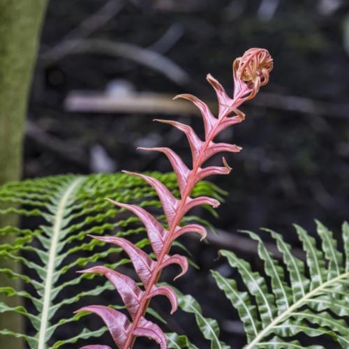 Red Dwarf Tree Fern (Neoblechnum brasiliense) - Garden.org