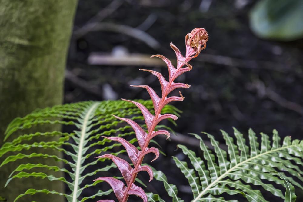 Red Dwarf Tree Fern (Neoblechnum brasiliense) - Garden.org