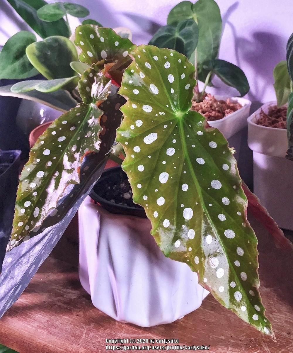 Photo of the entire plant of Begonia 'Amelia' posted by carlysuko ...