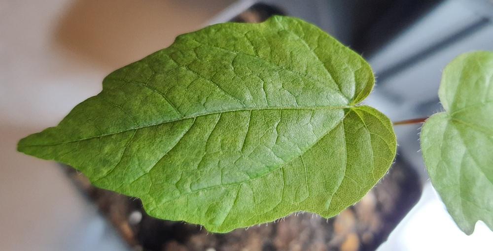 Identifying maple seedlings in the Trees and Shrubs forum - Garden.org