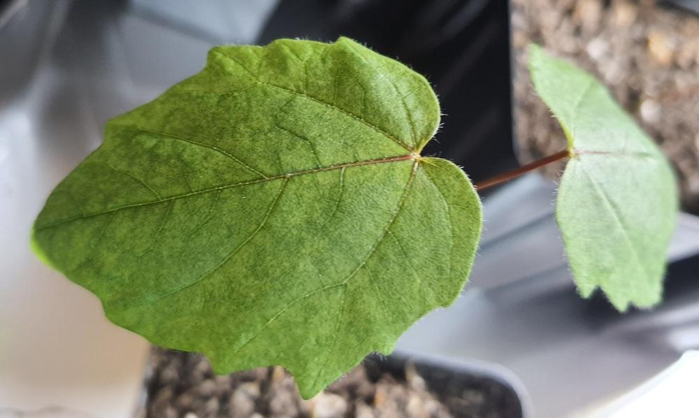 Identifying maple seedlings in the Trees and Shrubs forum - Garden.org